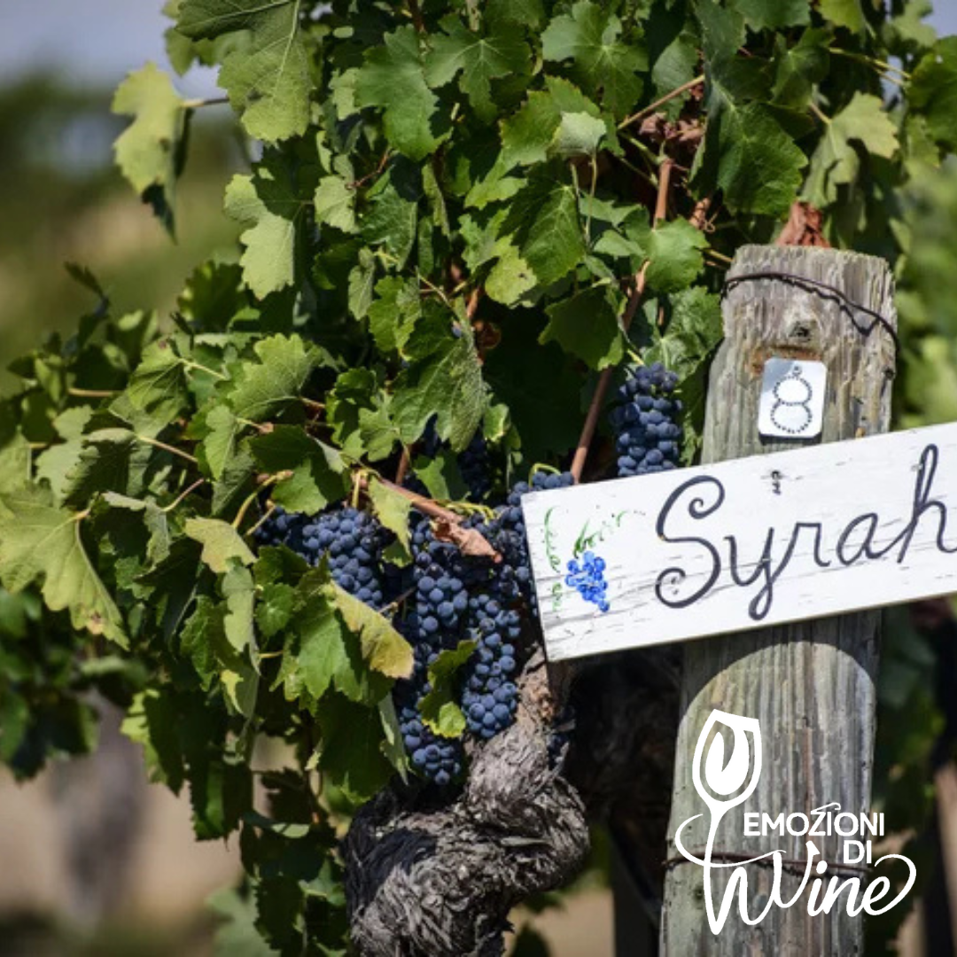 Emozioni diWine | SYRAH FROM AROUND THE WORLD: INTENSITY AND CHARACTER ...